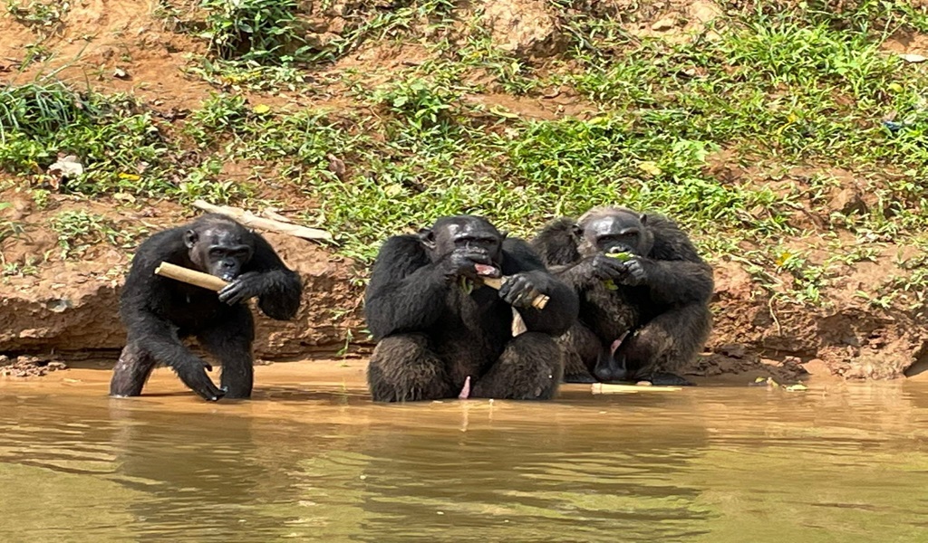 Explore Tourism in Cameroon: Nature's Hidden Gem 02