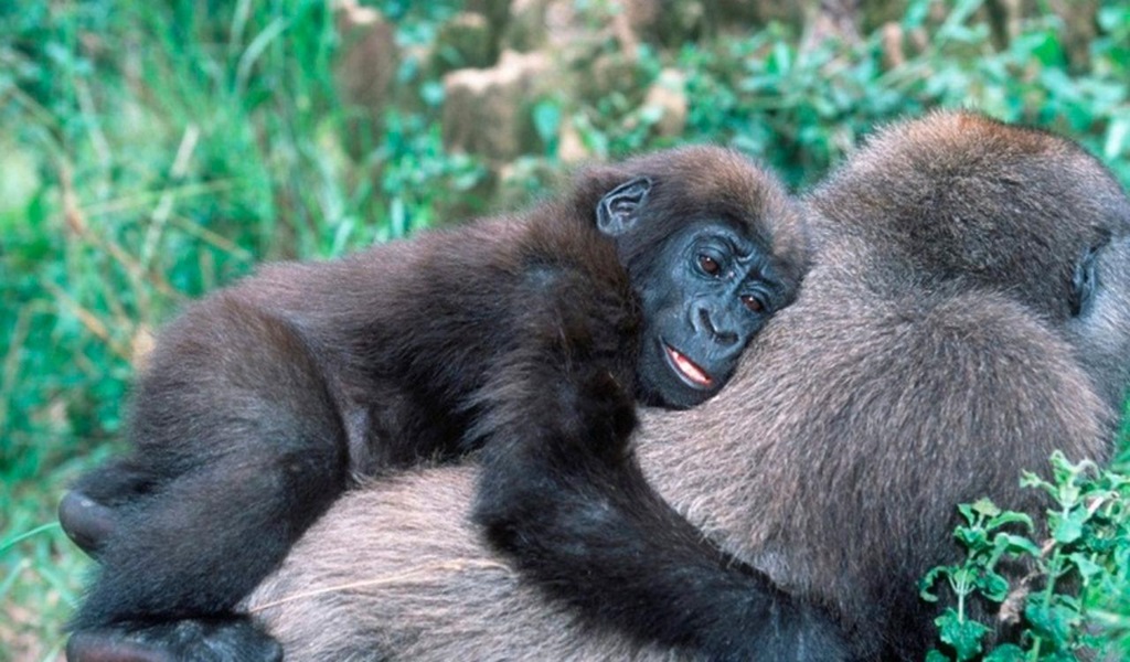 Explore Tourism in Cameroon: Nature's Hidden Gem 02